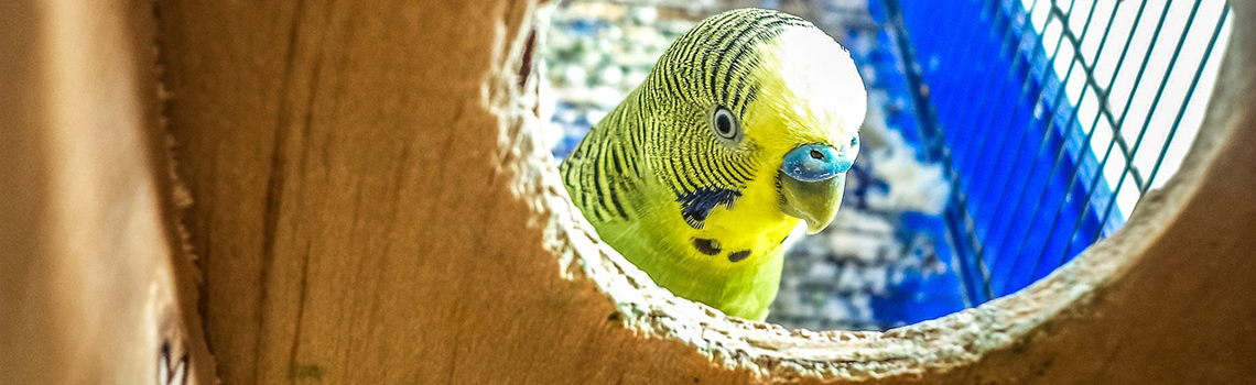 Bird Minding Services, Dublin, Meath & Louth - Parrots, Cockatoos