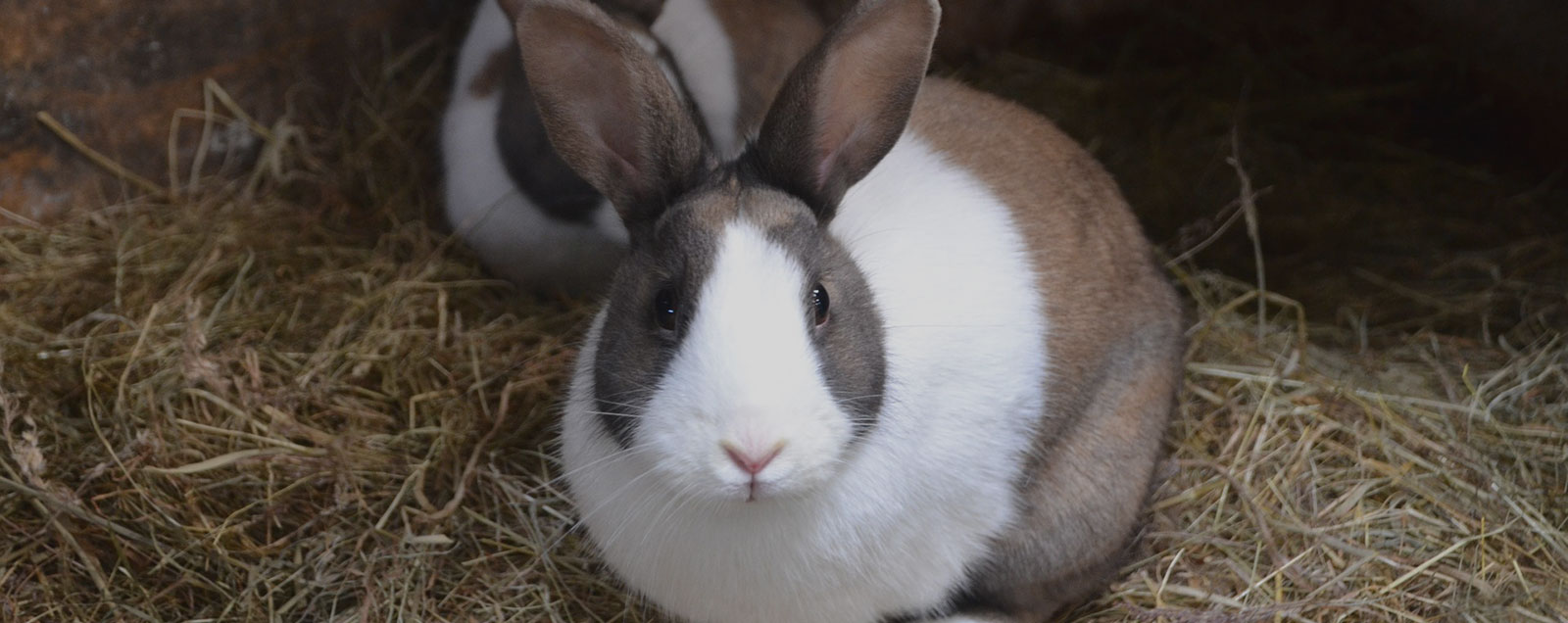 Rabbits Minding Dublin Ireland, Dublin, Louth & Meath
